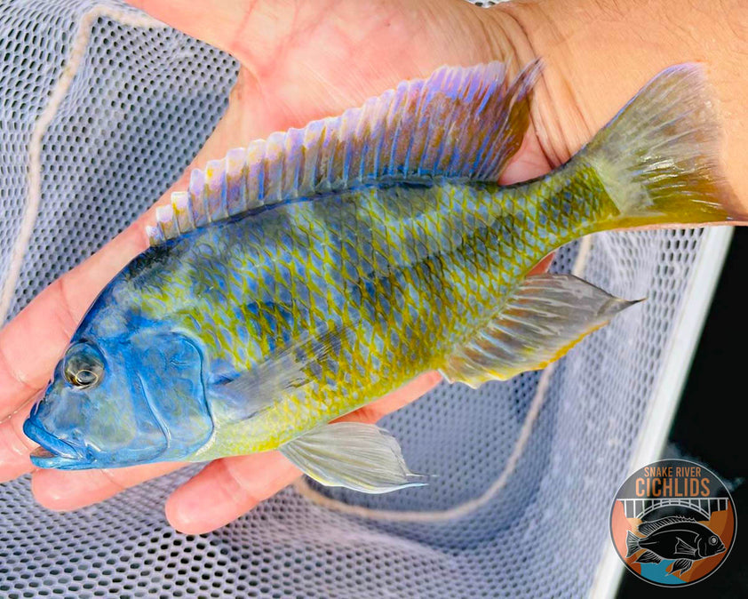 Venustus Giraffe Hap Cichlid – Snake River Cichlids