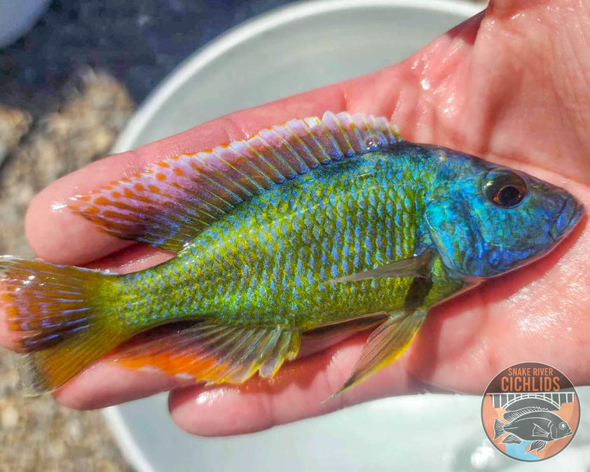 Venustus Giraffe Hap Cichlid – Snake River Cichlids
