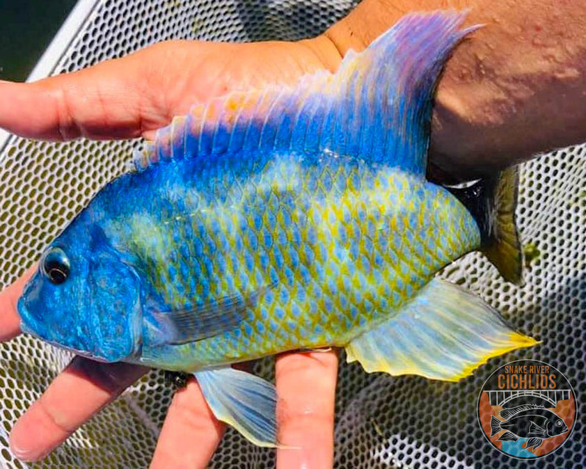 Venustus Giraffe Hap Cichlid – Snake River Cichlids