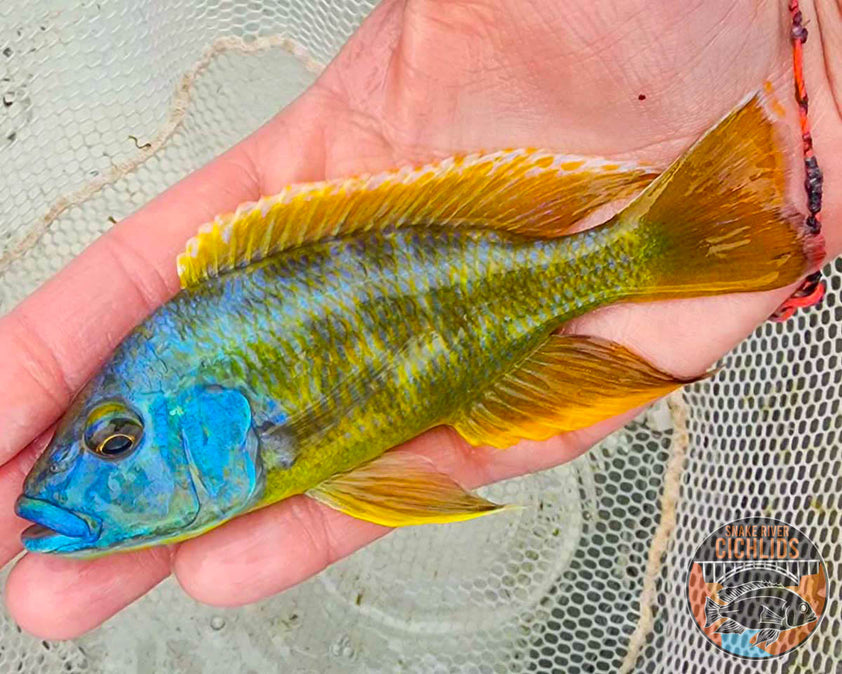 Venustus Giraffe Hap Cichlid – Snake River Cichlids