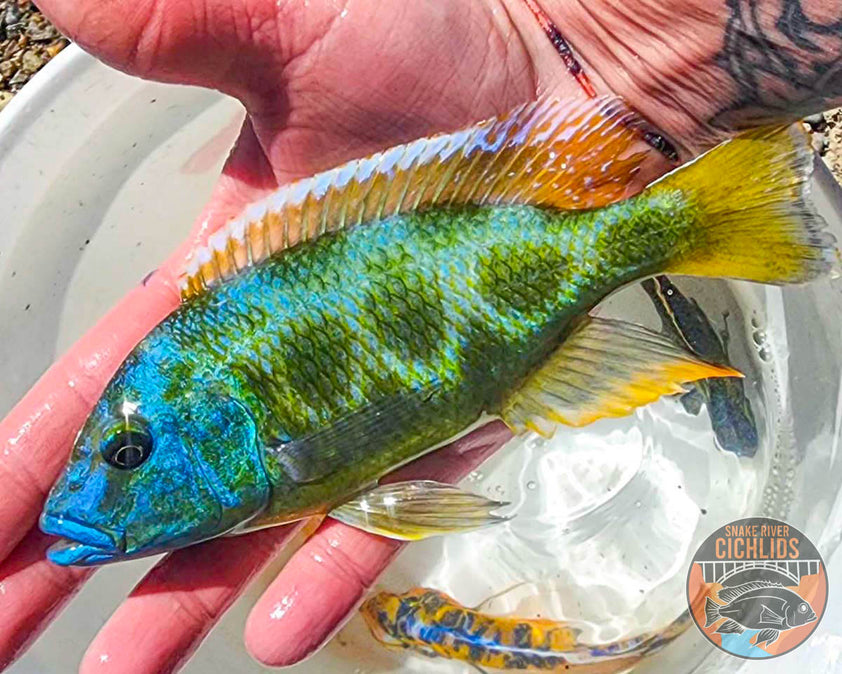 Venustus Giraffe Hap Cichlid – Snake River Cichlids