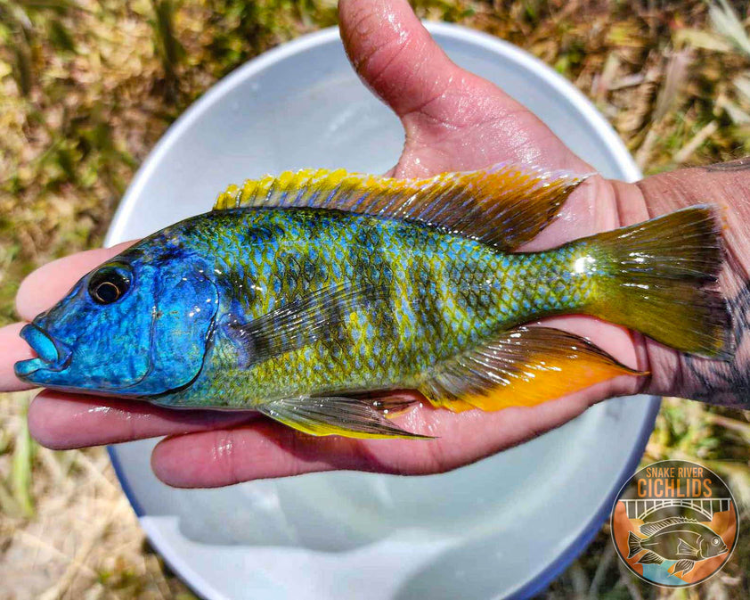 Venustus Giraffe Hap Cichlid – Snake River Cichlids