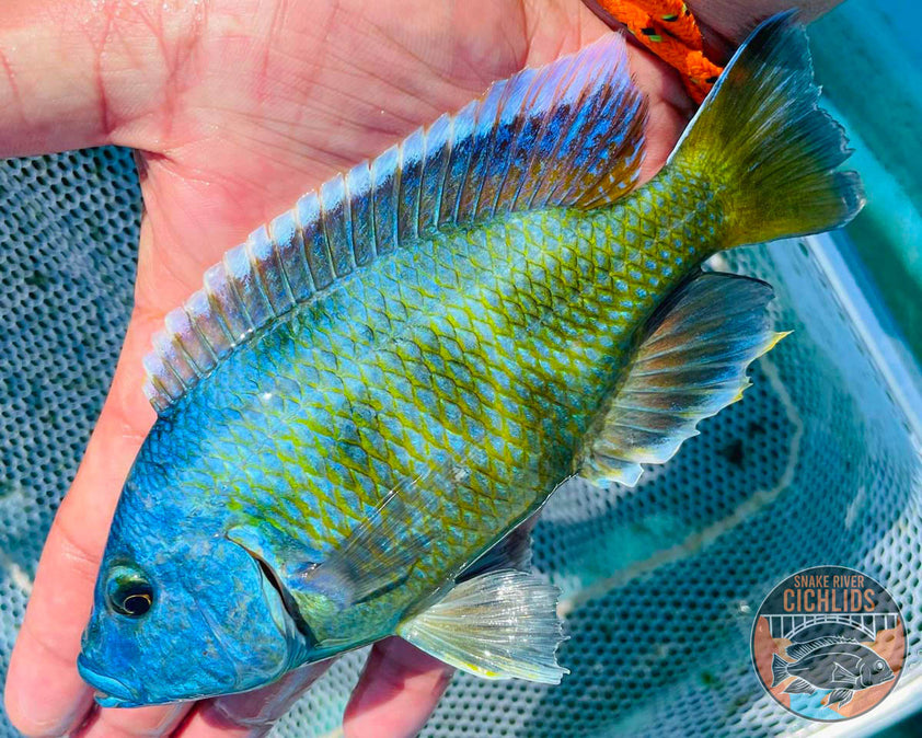 Venustus Giraffe Hap Cichlid – Snake River Cichlids