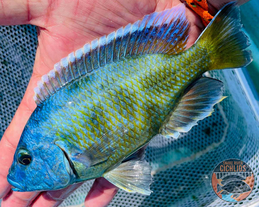 Venustus Giraffe Hap Cichlid – Snake River Cichlids