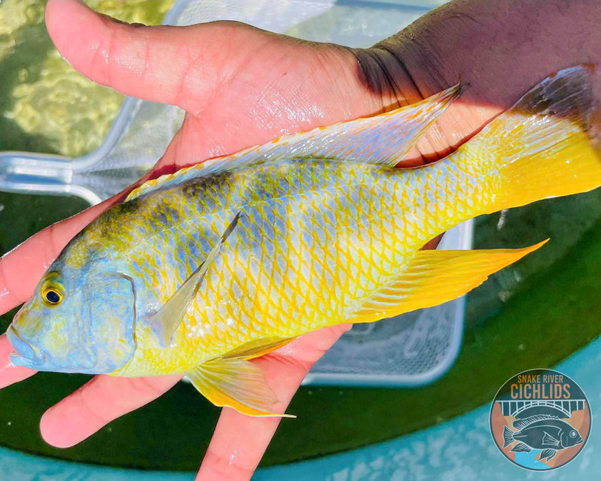 Venustus Giraffe Hap Cichlid – Snake River Cichlids