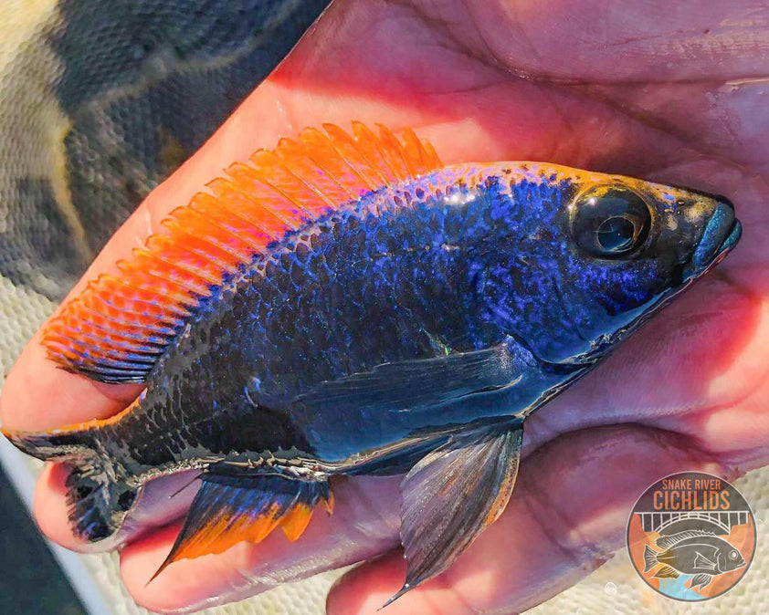 Z Rock Hap Cichlid – Snake River Cichlids