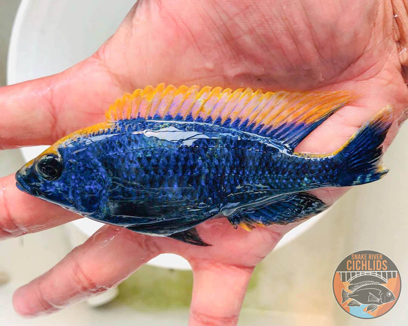 Z Rock Hap Cichlid – Snake River Cichlids