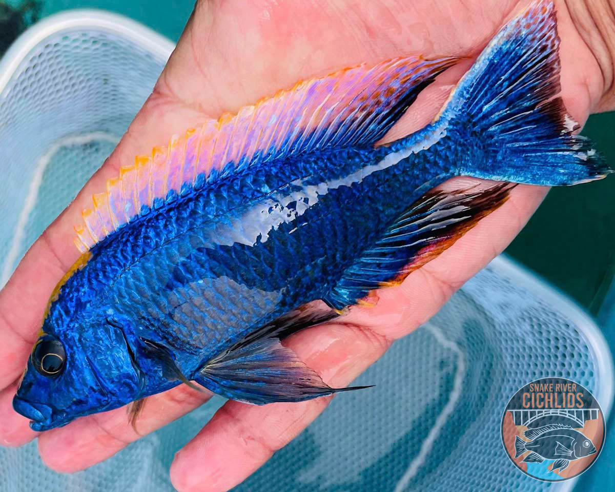 Z Rock Hap Cichlid – Snake River Cichlids