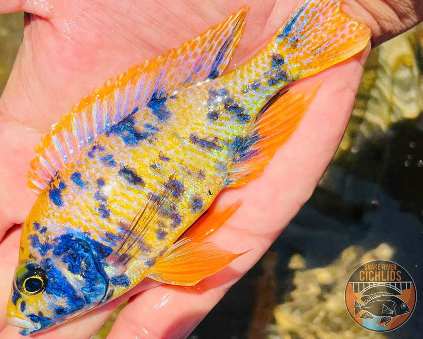 Z Rock OB Cichlid – Snake River Cichlids