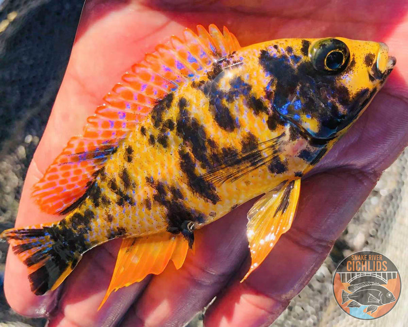 Z Rock OB Cichlid – Snake River Cichlids
