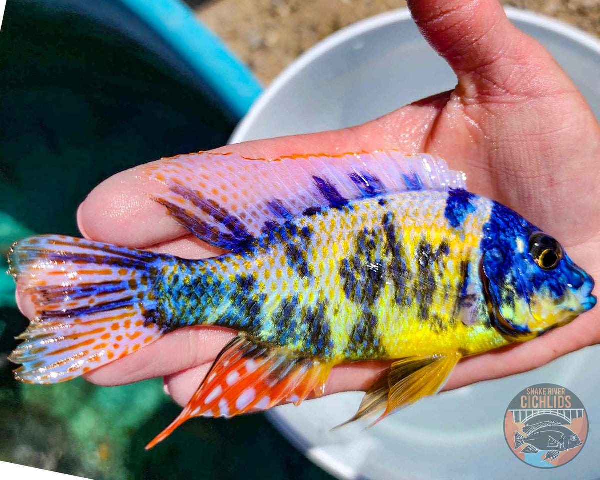 Taiwan Reef OB Cichlid – Snake River Cichlids
