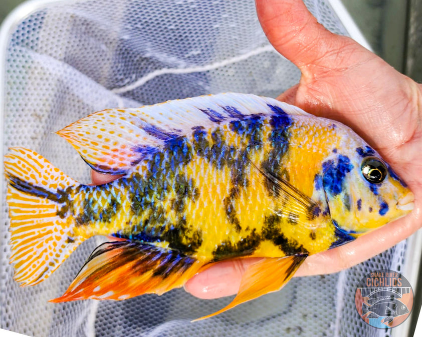 Taiwan Reef OB Cichlid – Snake River Cichlids