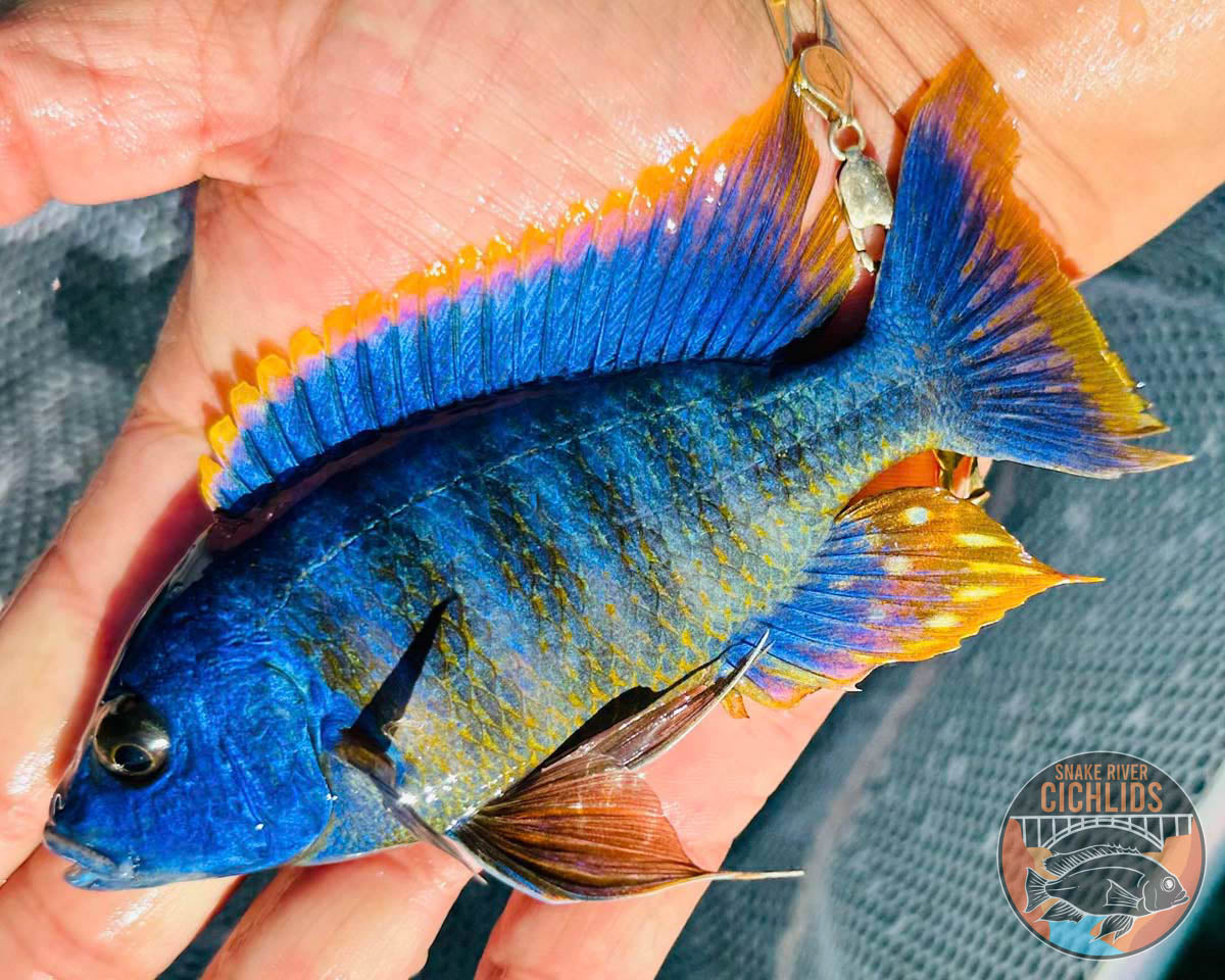 Yellow Apache Peacock Cichlid – Snake River Cichlids