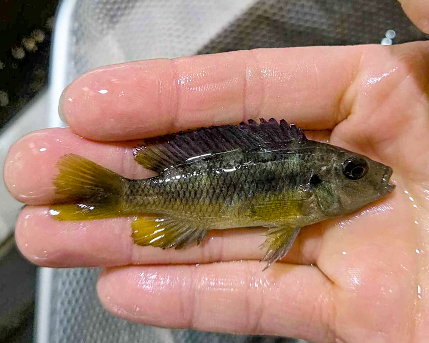 Bumblebee Mbuna Cichlid – Snake River Cichlids