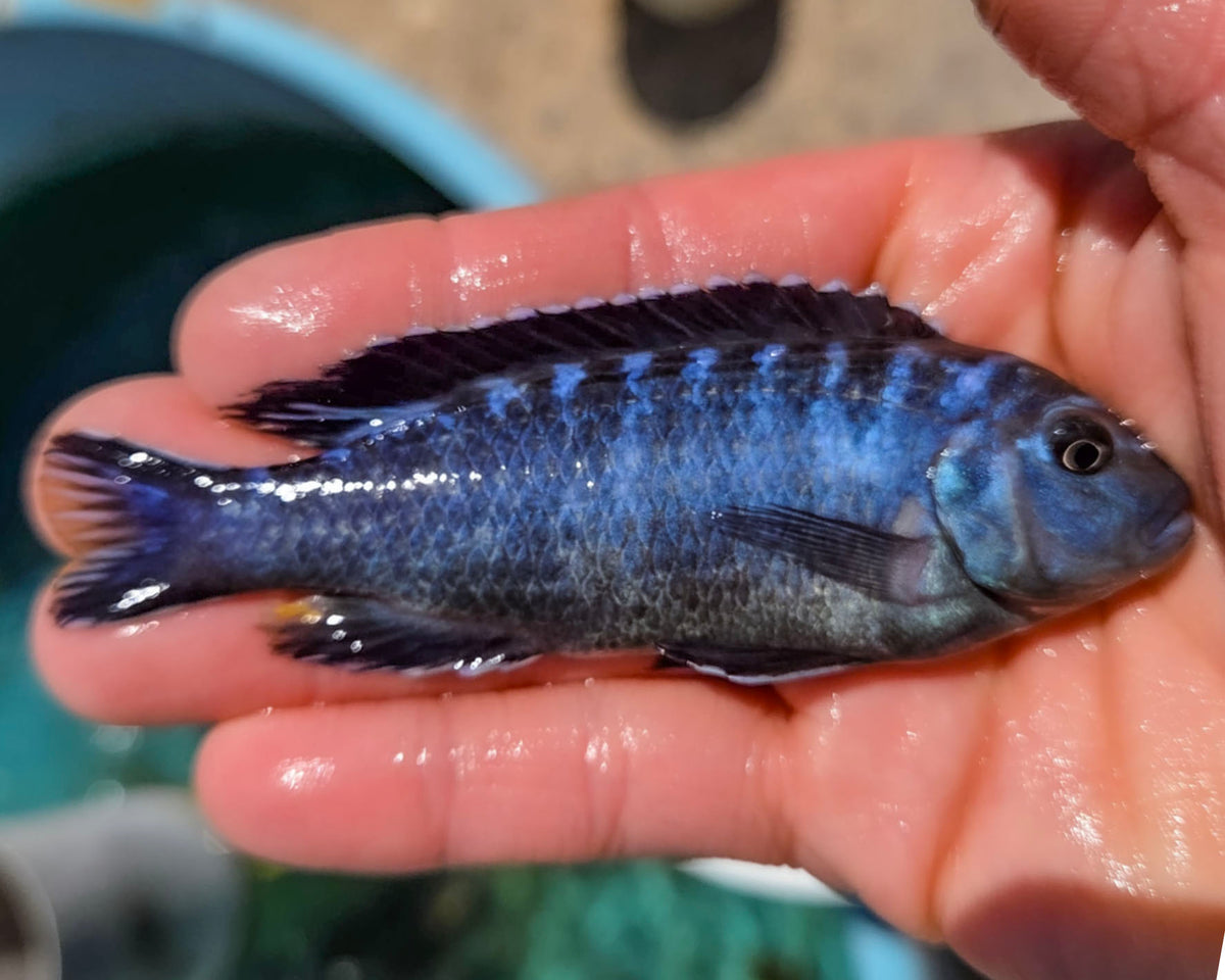 Jewel Spot Elongatus – Snake River Cichlids