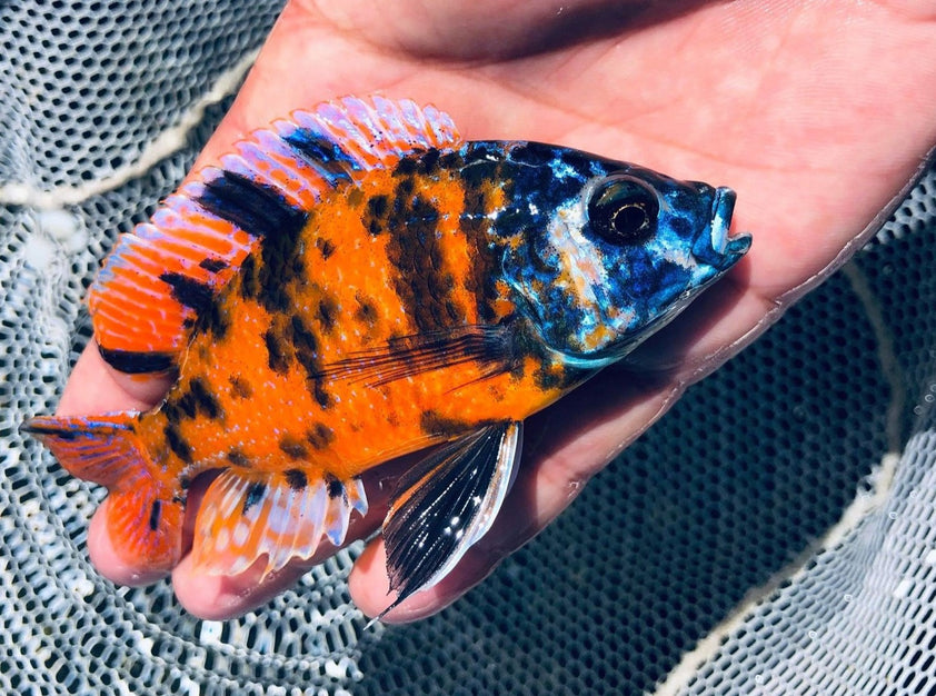 Red Fin Borleyi OB Cichlid – Snake River Cichlids
