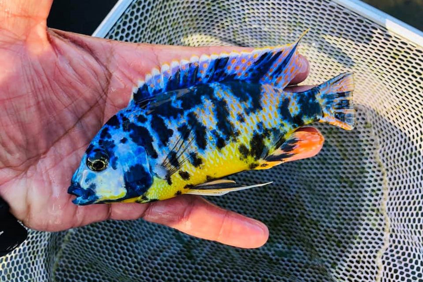 Taiwan Reef OB Cichlid – Snake River Cichlids