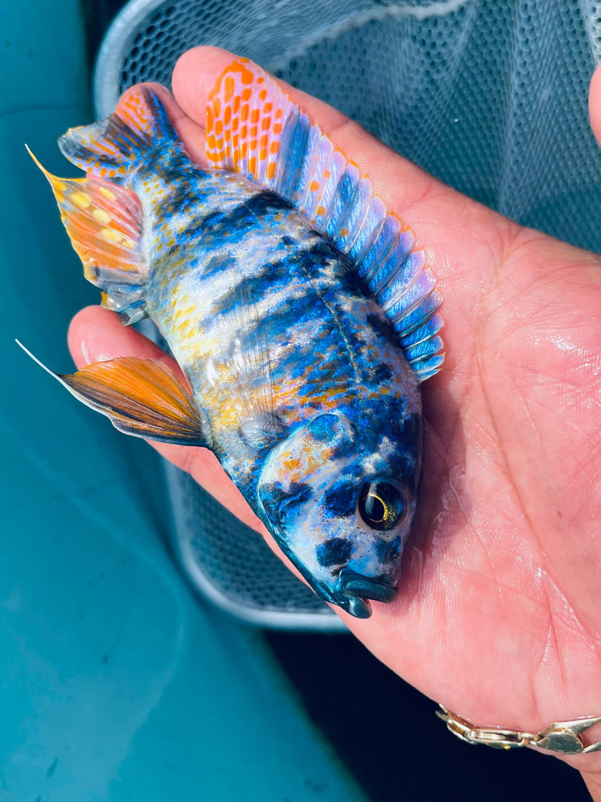 Blueberry OB Cichlid – Snake River Cichlids