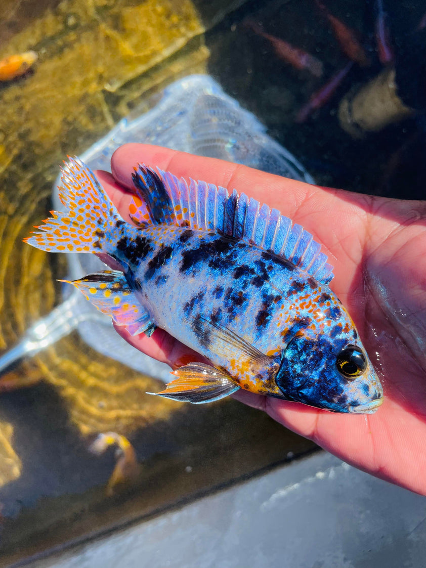 Blueberry OB Cichlid – Snake River Cichlids
