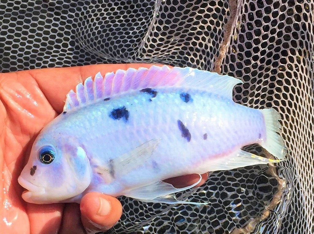 Lake Malawi Mbunas – Snake River Cichlids