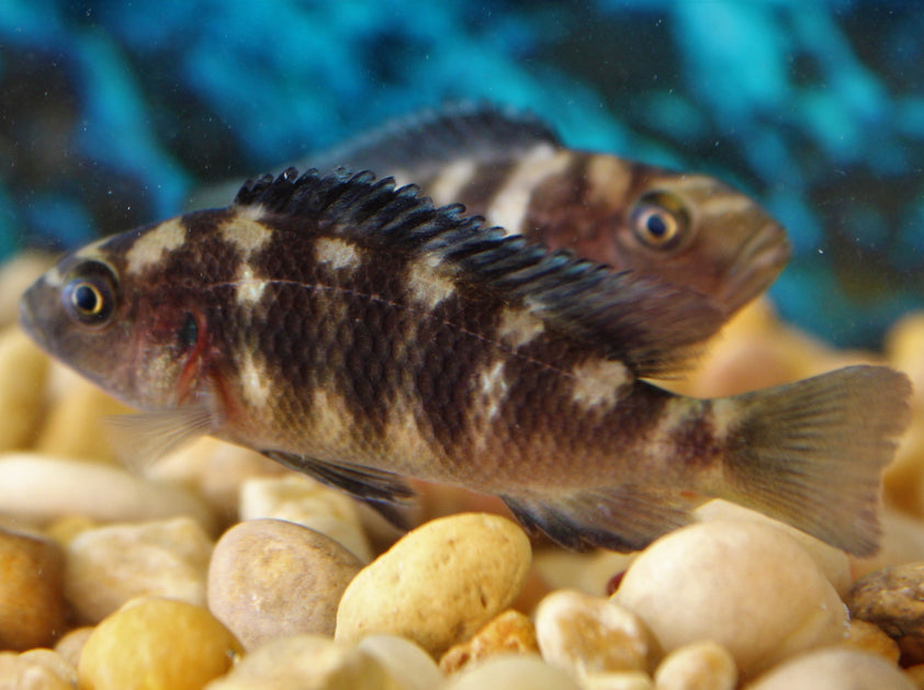 Bumblebee Mbuna Cichlid – Snake River Cichlids