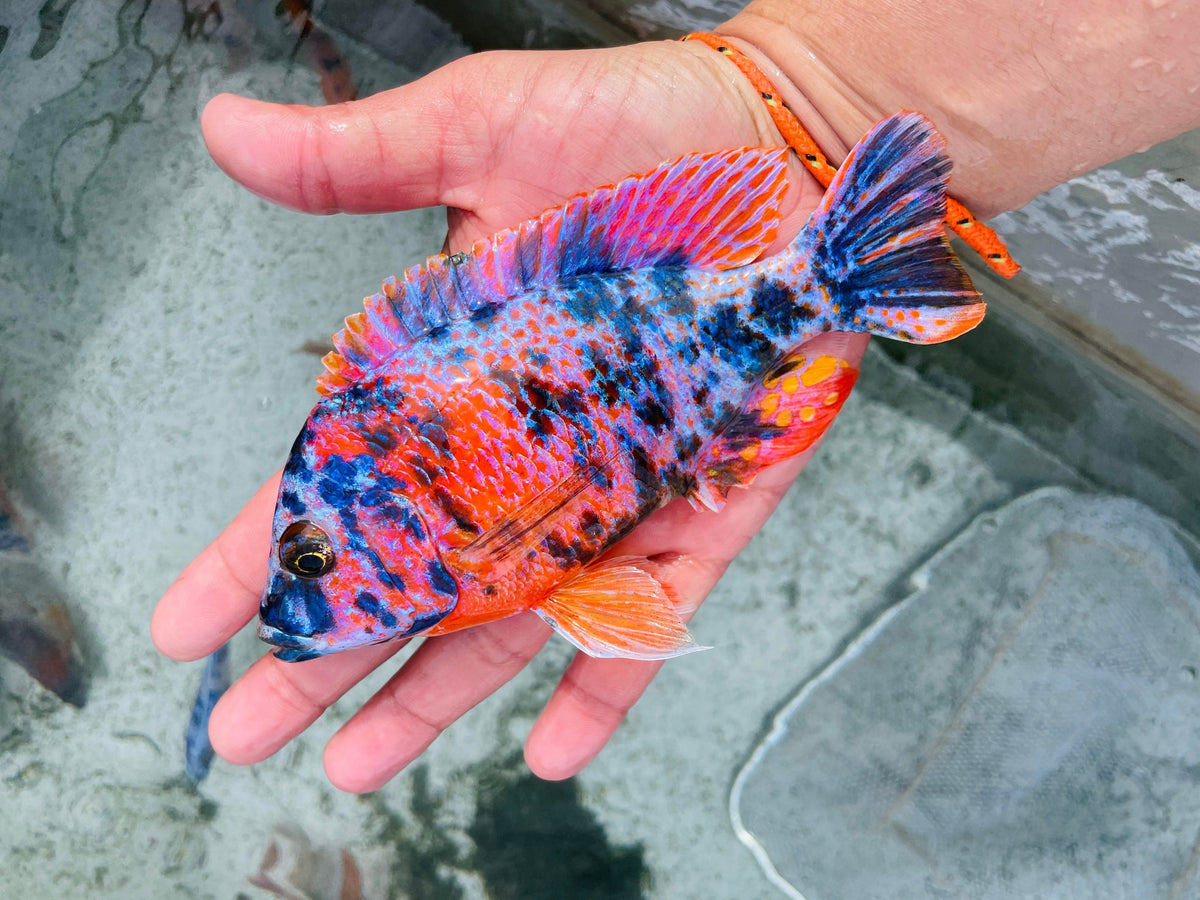 Dragonblood OB Cichlid – Snake River Cichlids