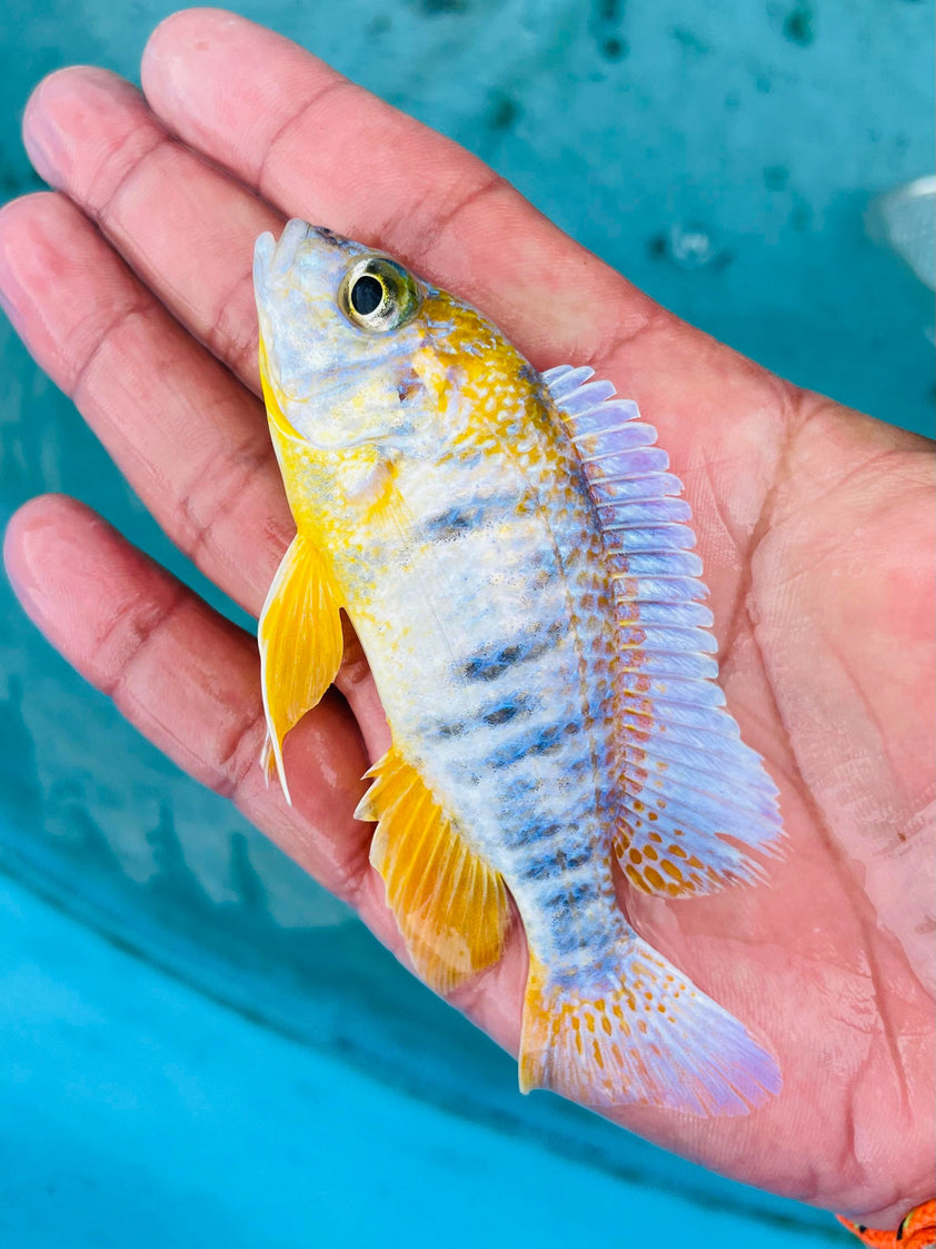 Eureka Red Jake Peacock Cichlid – Snake River Cichlids