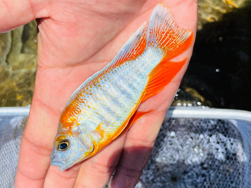 Eureka Red Jake Peacock Cichlid – Snake River Cichlids