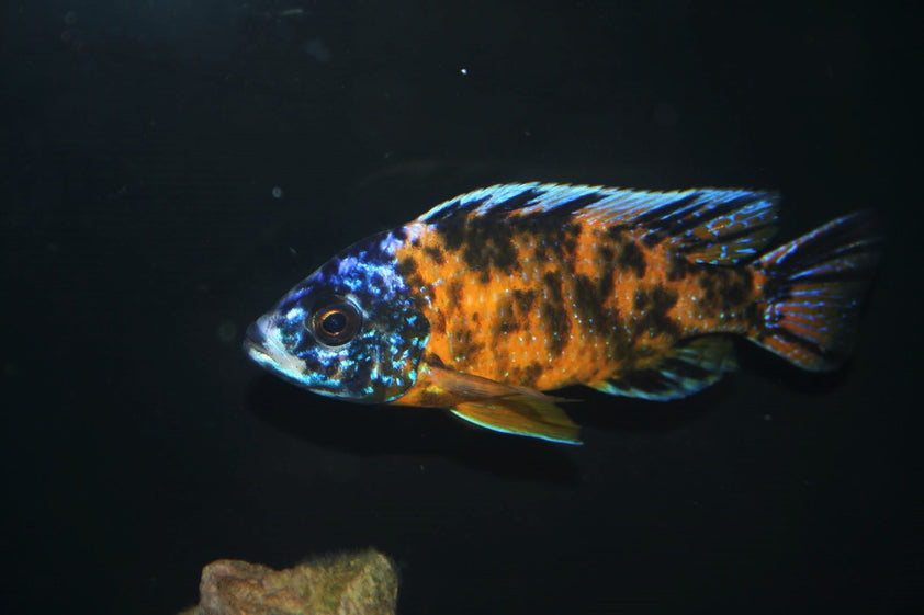 Red Fin Borleyi OB Cichlid – Snake River Cichlids