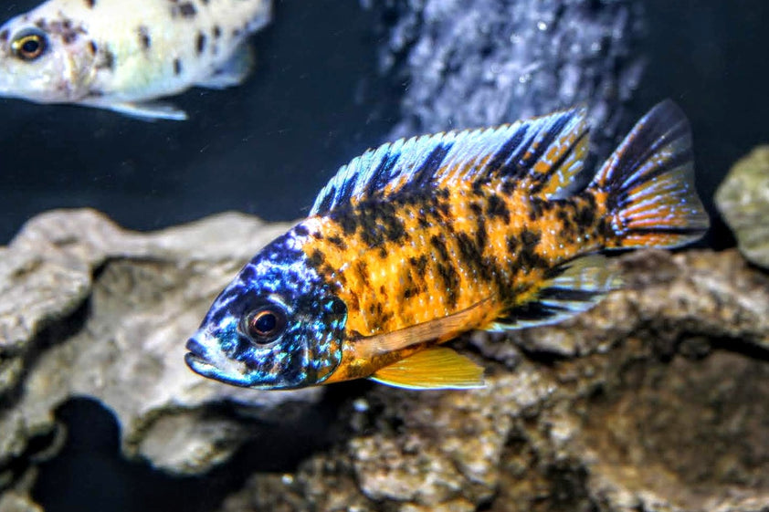 Red Fin Borleyi OB Cichlid – Snake River Cichlids