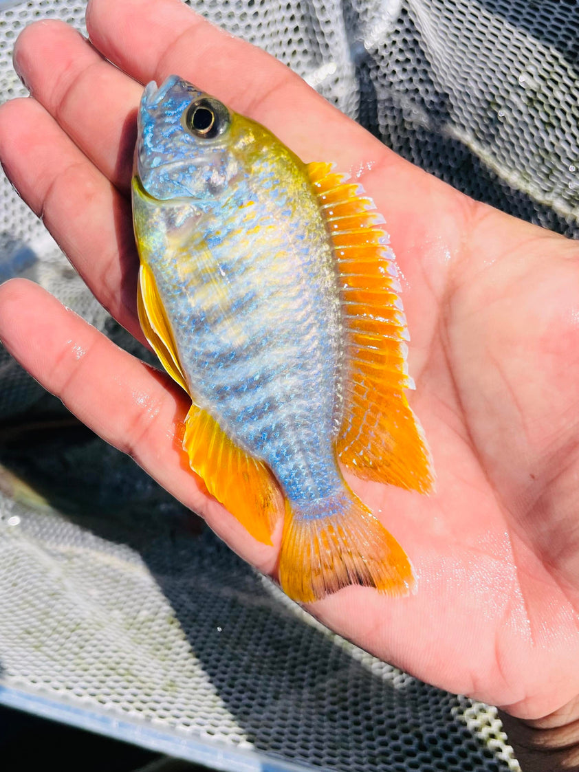 Lemon Jake Peacock Cichlid – Snake River Cichlids
