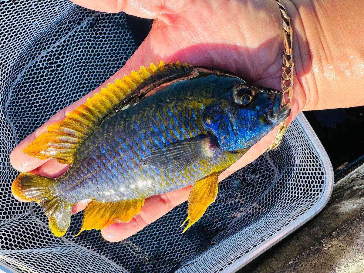 Lemon Jake Peacock Cichlid – Snake River Cichlids