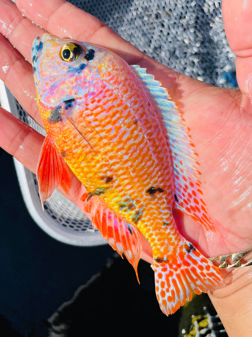 Platinum Red Empress OB Cichlid – Snake River Cichlids