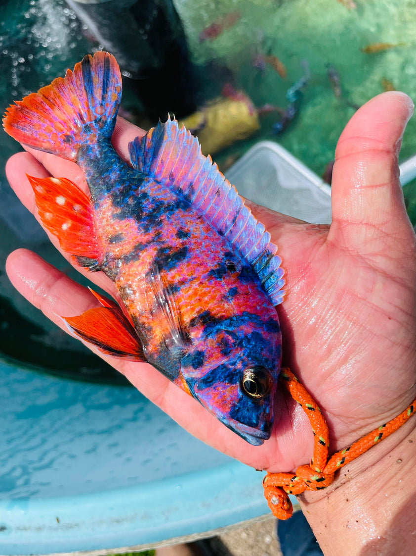 Raspberry OB Cichlid – Snake River Cichlids