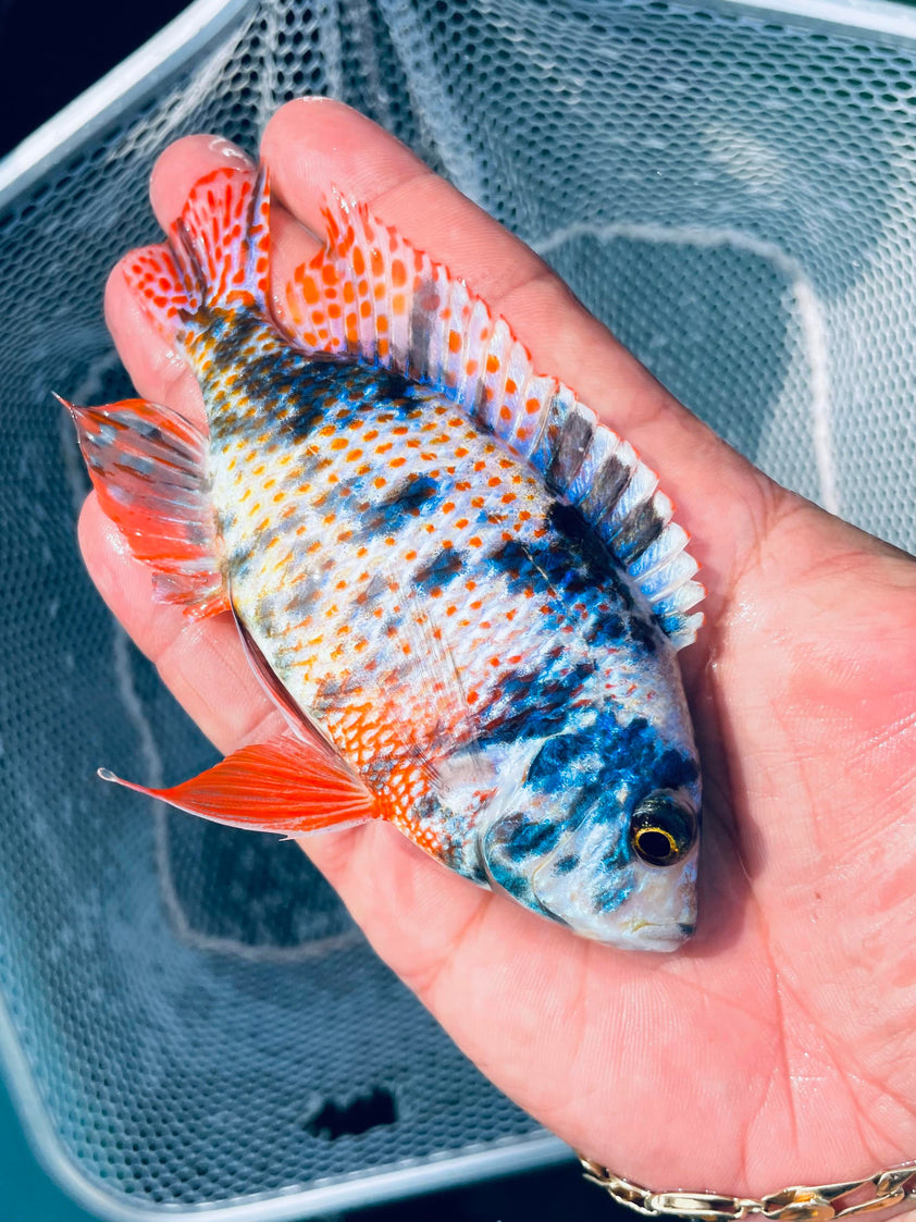 Red Empress OB Cichlid – Snake River Cichlids