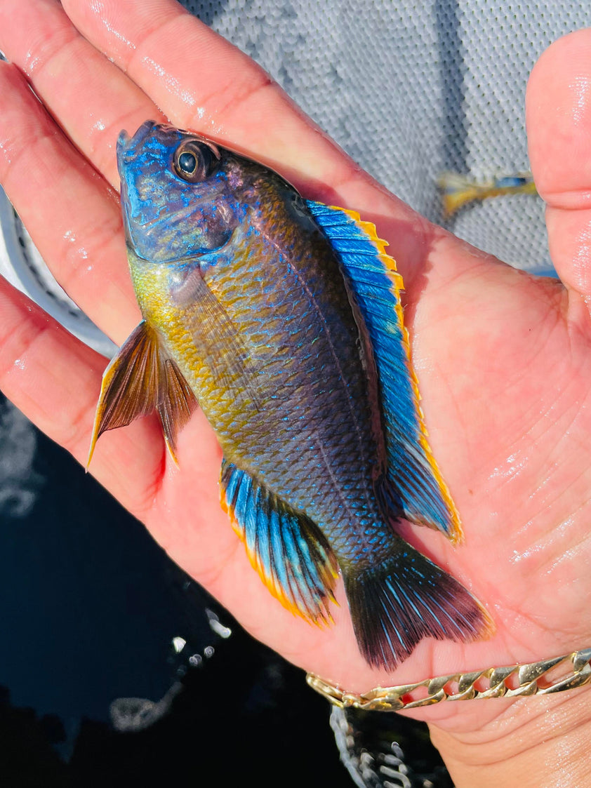 Red Top Lwanda Peacock Cichlid – Snake River Cichlids