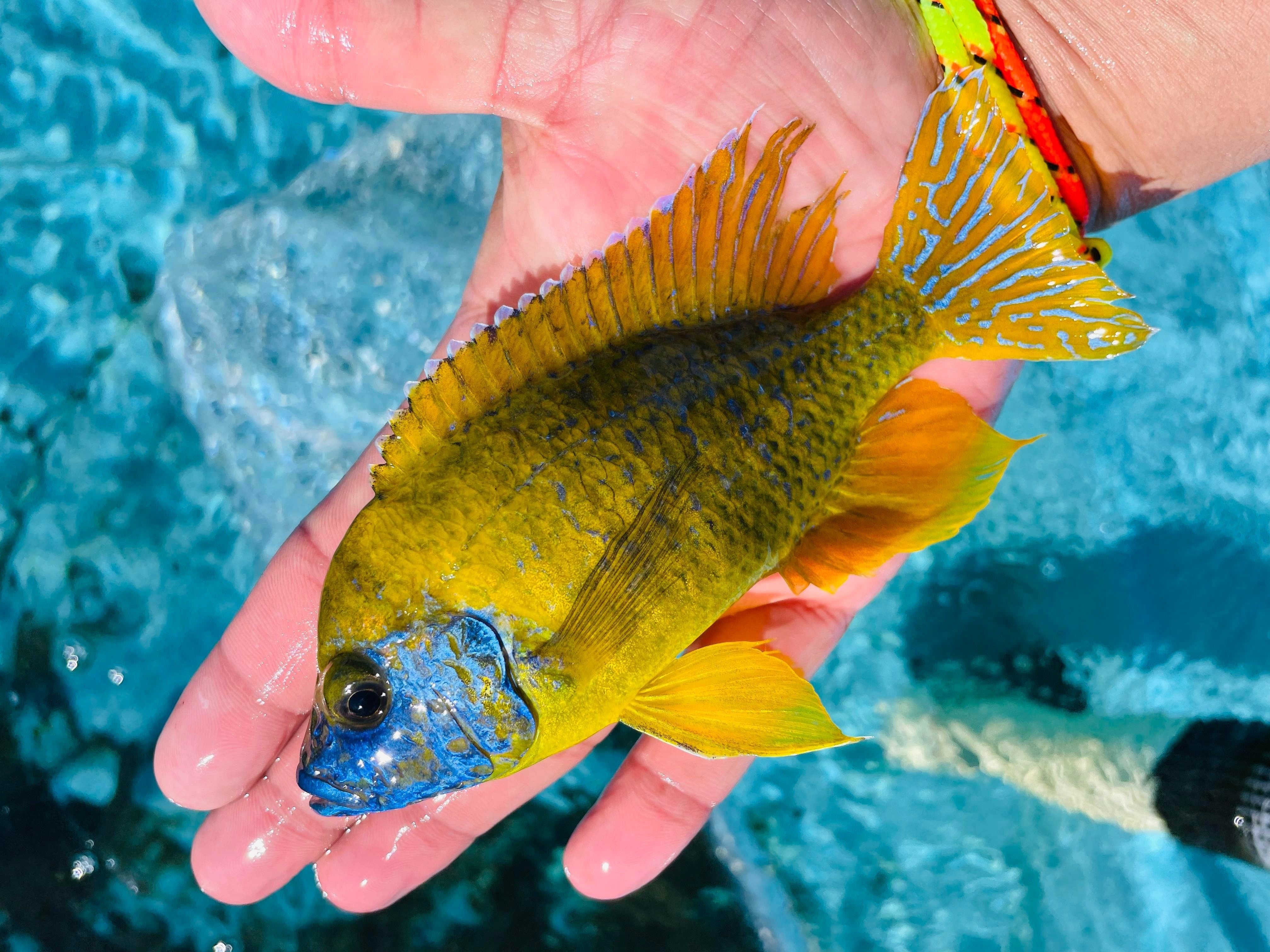 Yellow Peacock Cichlid
