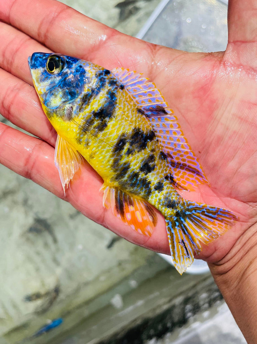 Taiwan Reef OB Cichlid – Snake River Cichlids