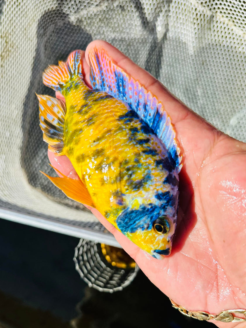 Taiwan Reef OB Cichlid – Snake River Cichlids