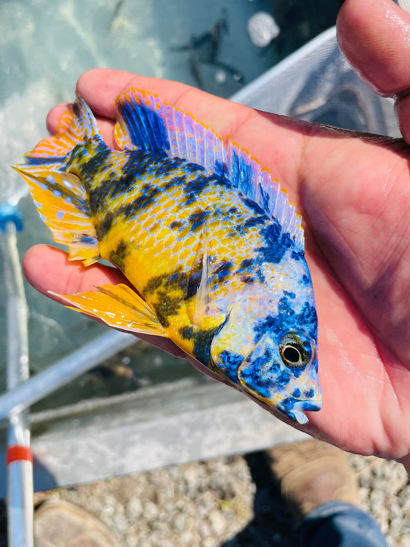 Taiwan Reef OB Cichlid – Snake River Cichlids