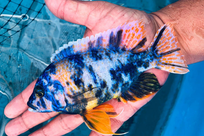 Blueberry OB Cichlid – Snake River Cichlids