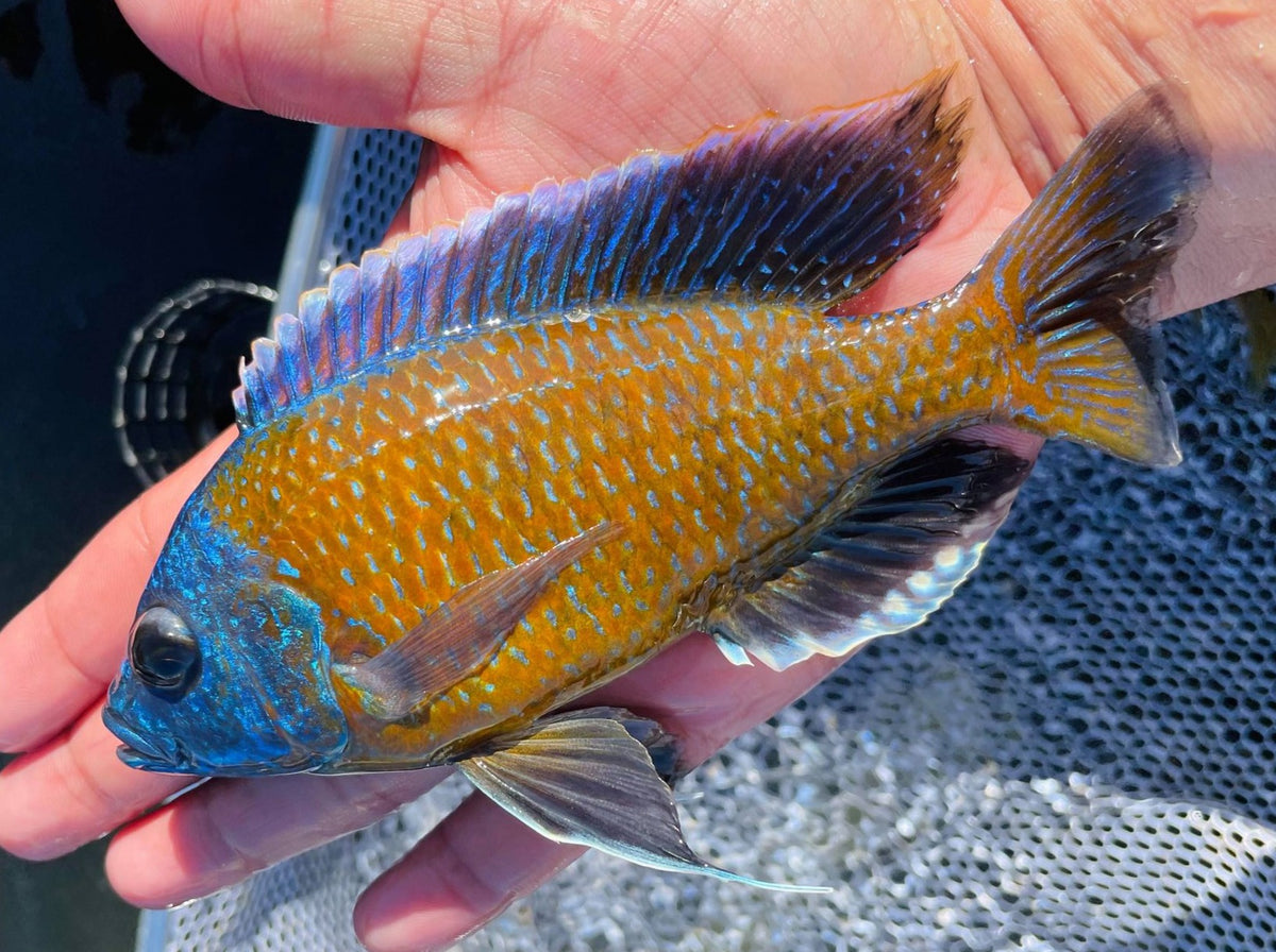 Red Fin Borleyi Hap Cichlid – Snake River Cichlids
