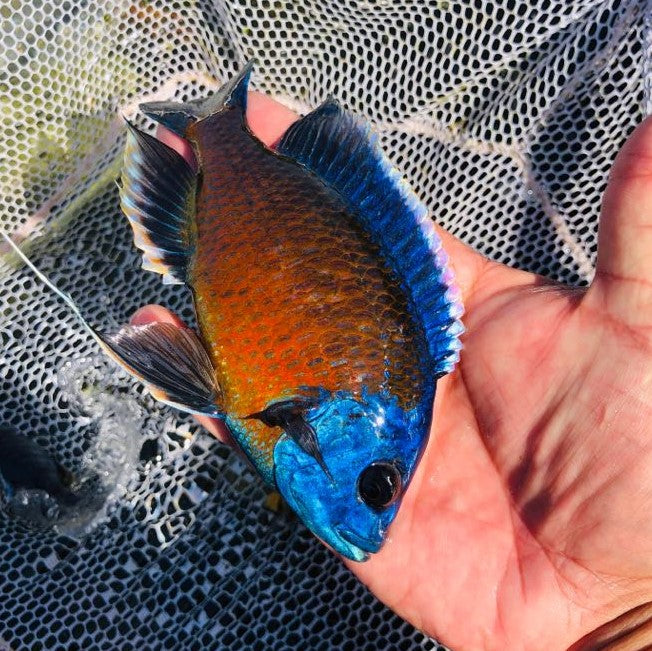 Red Fin Borleyi Hap Cichlid – Snake River Cichlids