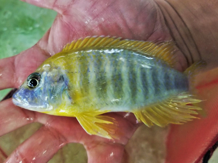 Eureka Red Jake Peacock Cichlid – Snake River Cichlids