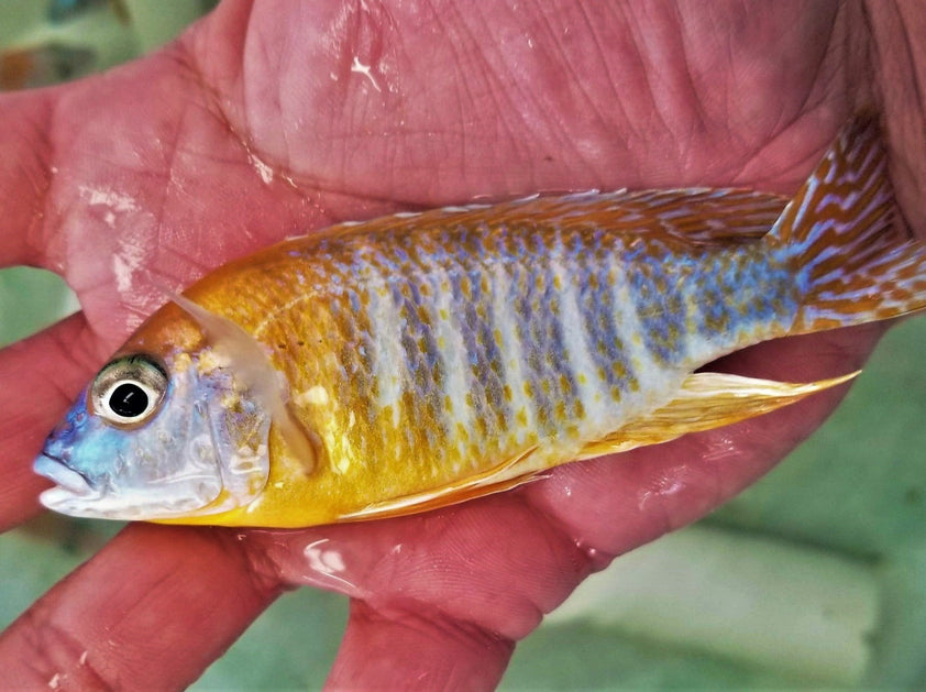 Eureka Red Jake Peacock Cichlid – Snake River Cichlids