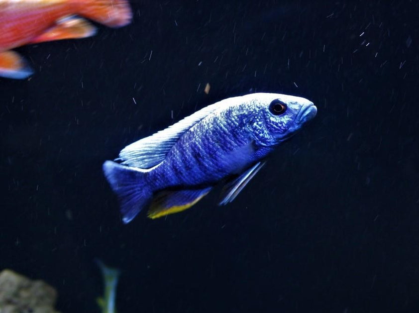 Iceberg Fryeri Hap Cichlid – Snake River Cichlids