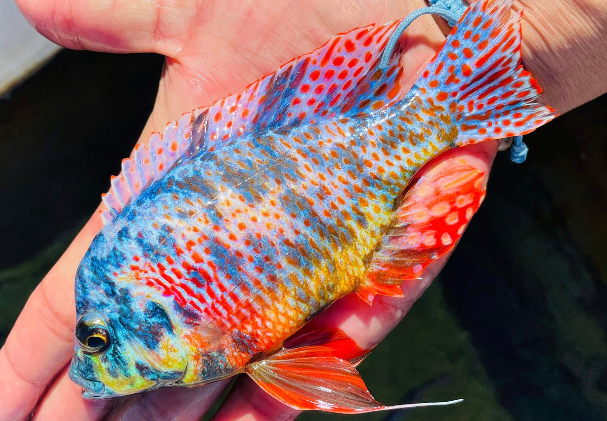 Red Empress OB Cichlid – Snake River Cichlids