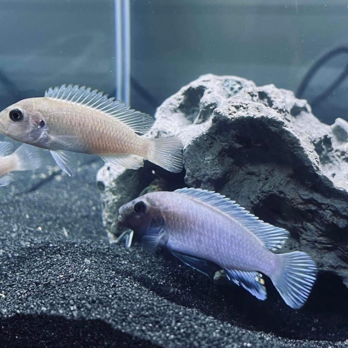 Polit Mbuna Cichlid – Snake River Cichlids