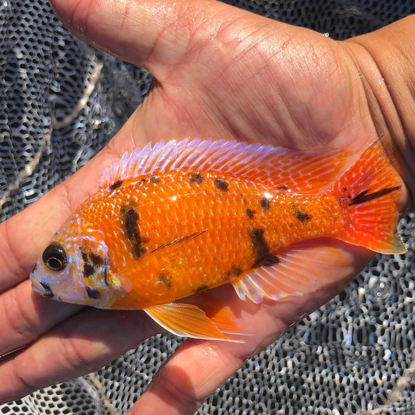 Platinum Red Fin Borleyi OB Cichlid – Snake River Cichlids
