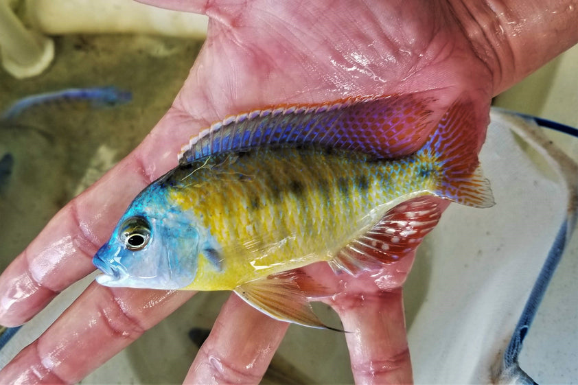 Taiwan Reef Hap Cichlid – Snake River Cichlids